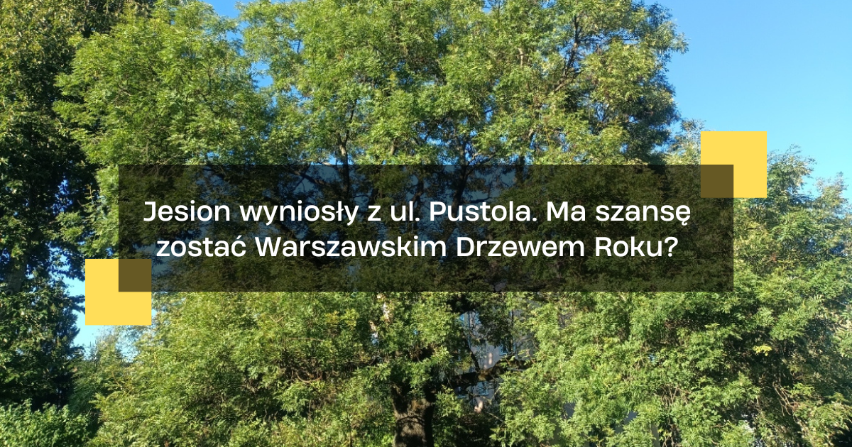 Jesion z ul. Pustola przetrwał dwie wojny. Zostanie Warszawskim Drzewem ...